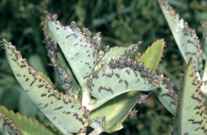 Kalanchoe Daigremontiana