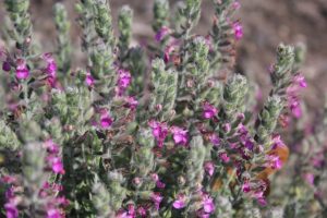 Teucrium Marum