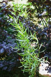 Estragón Francés [Artemisia Dranunculoides]