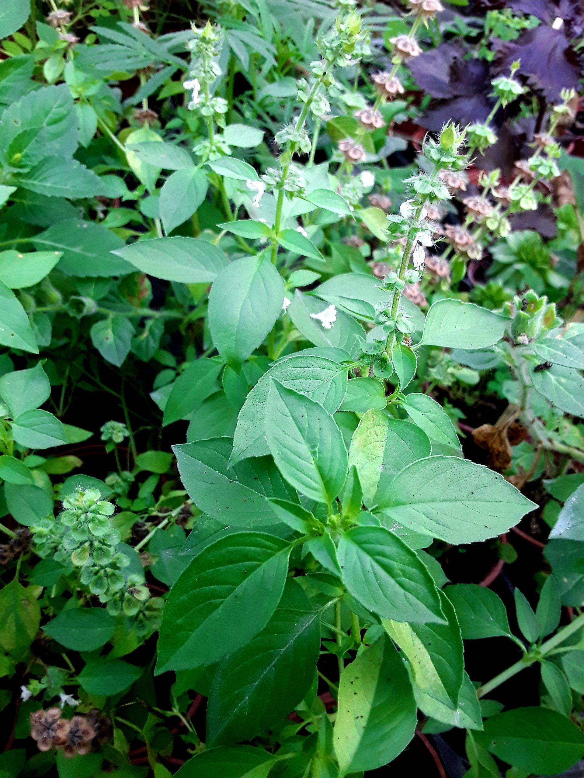 Albahaca Limón [Ocimum Citriodorum]