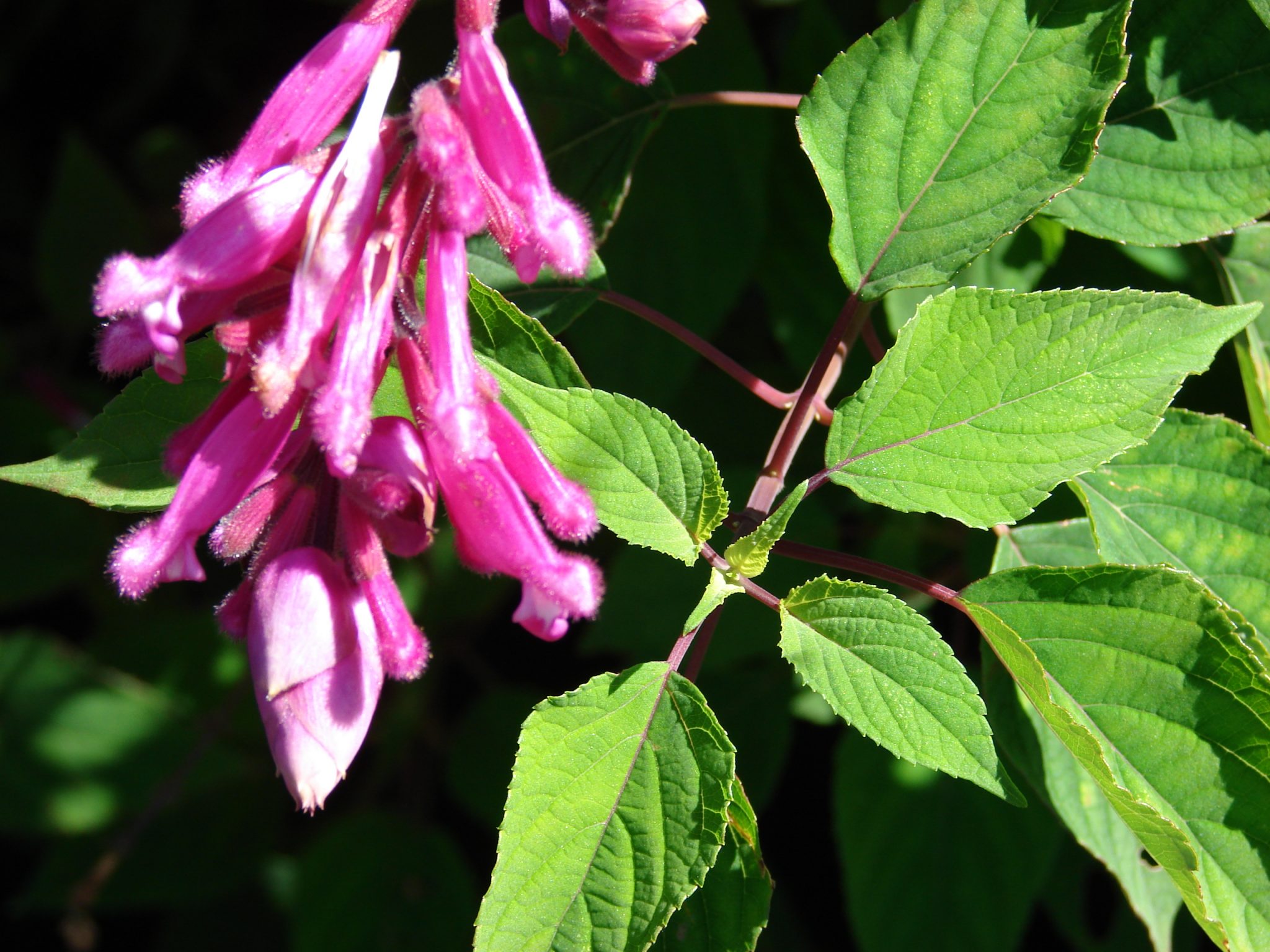 Salvia Gigante [Salvia Involucrata]