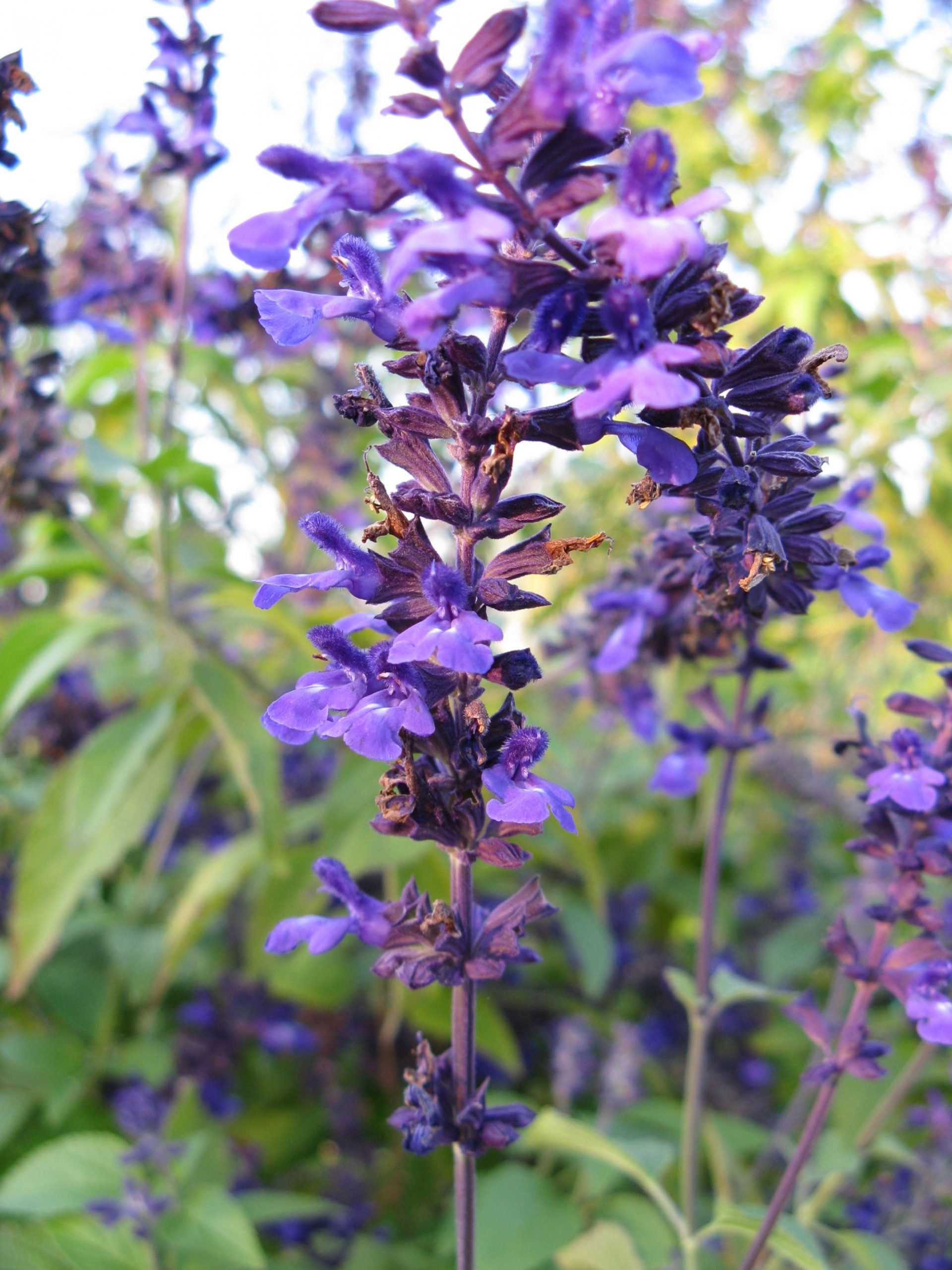Salvia ‘Indigo Spires’