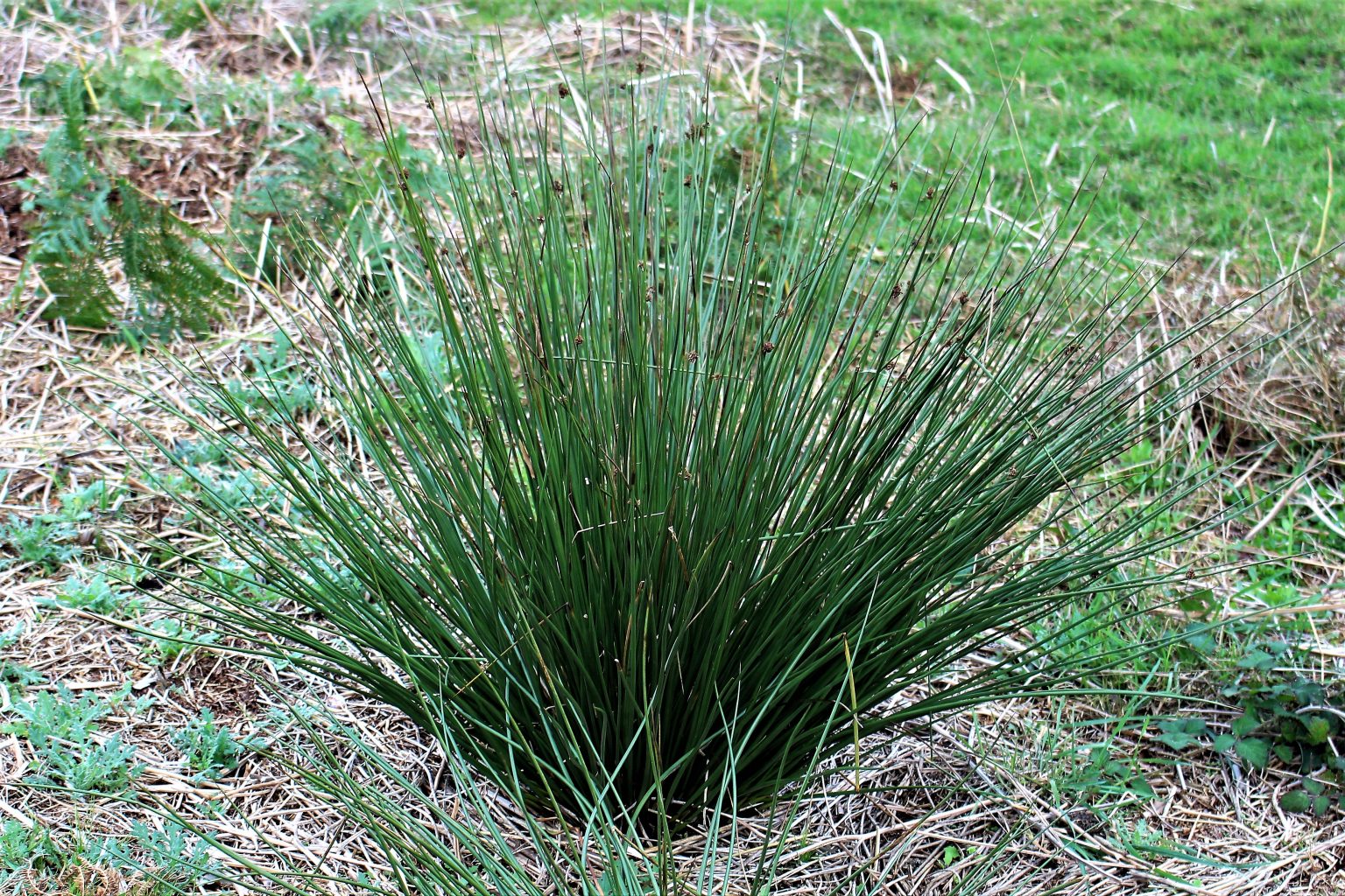 Juncus Effusus