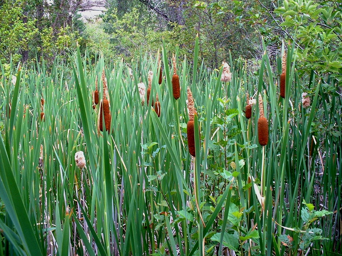 Typha Latifolia 9087