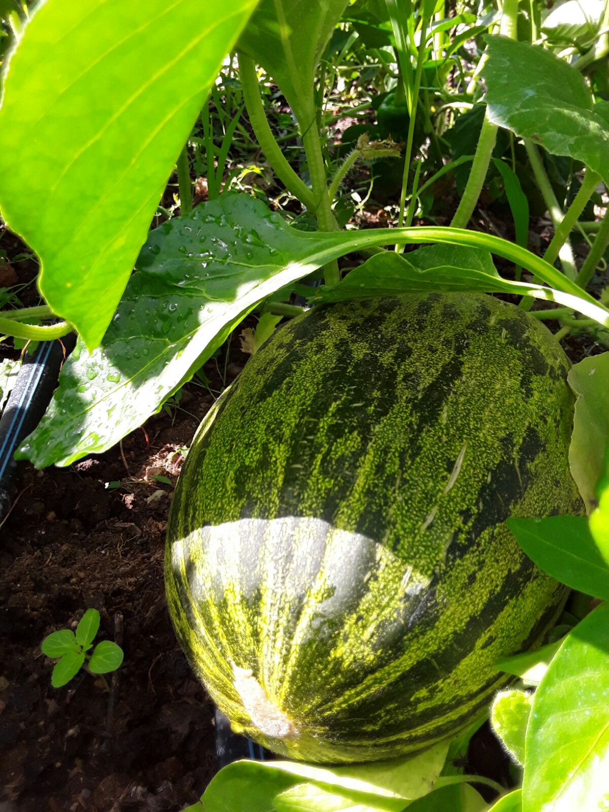 Melón Piel de Sapo